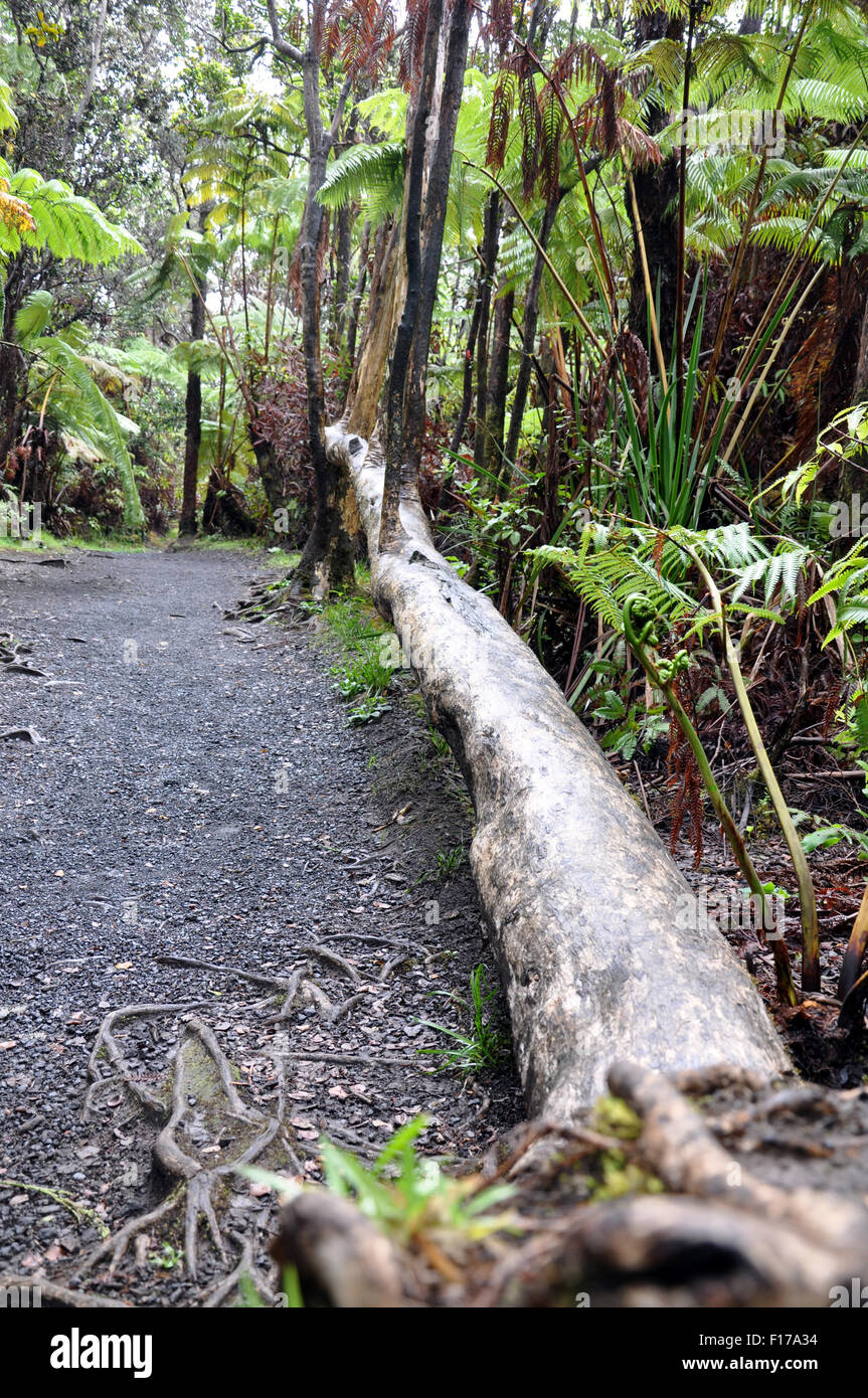 Hawaii tropical trail path Stock Photo - Alamy