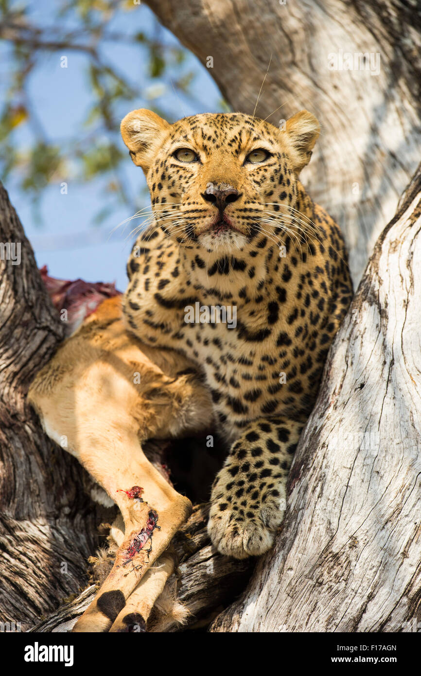 Impala mammal cat hi-res stock photography and images - Alamy