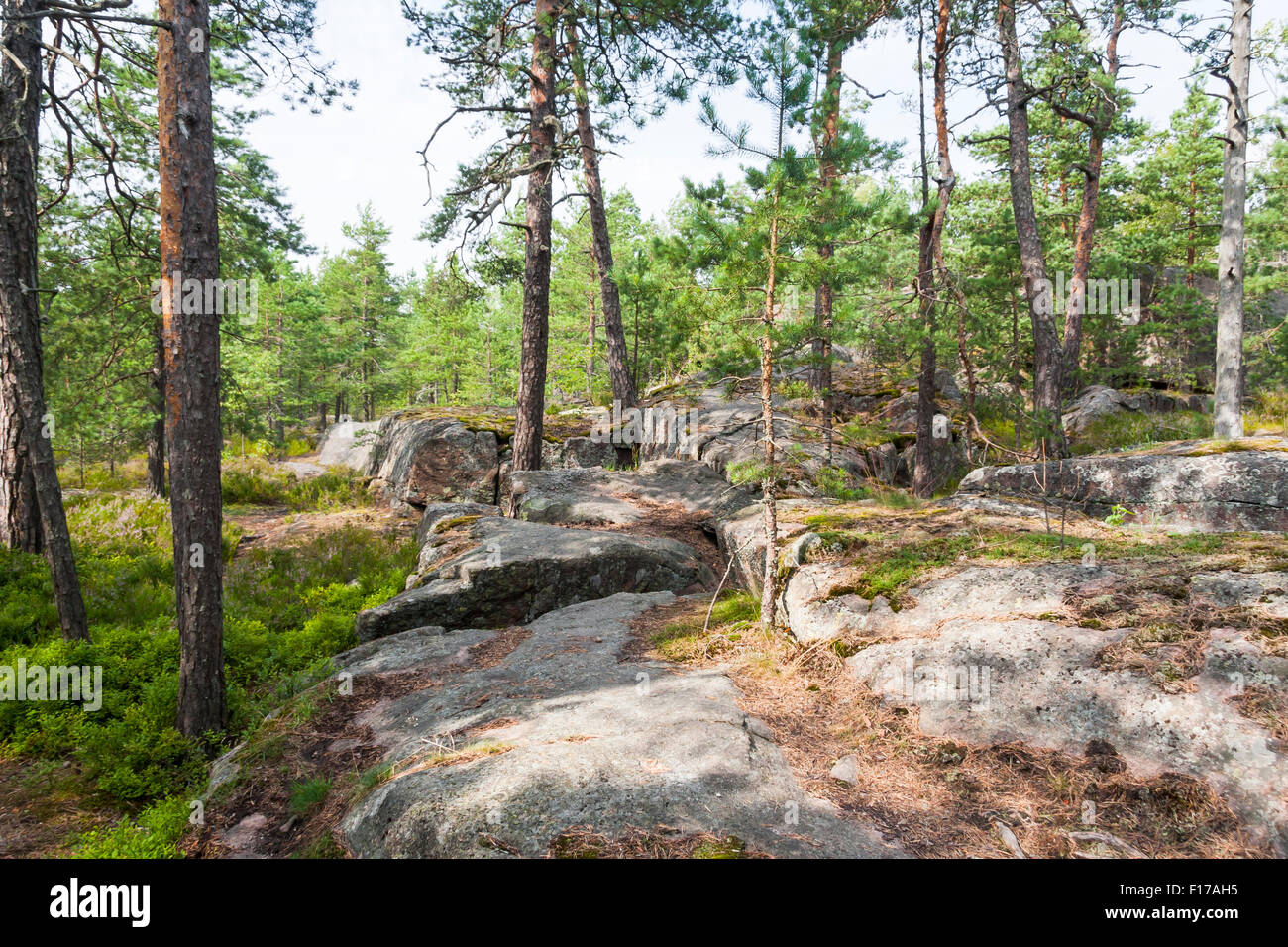 Pine tree in forest flora hi-res stock photography and images - Alamy