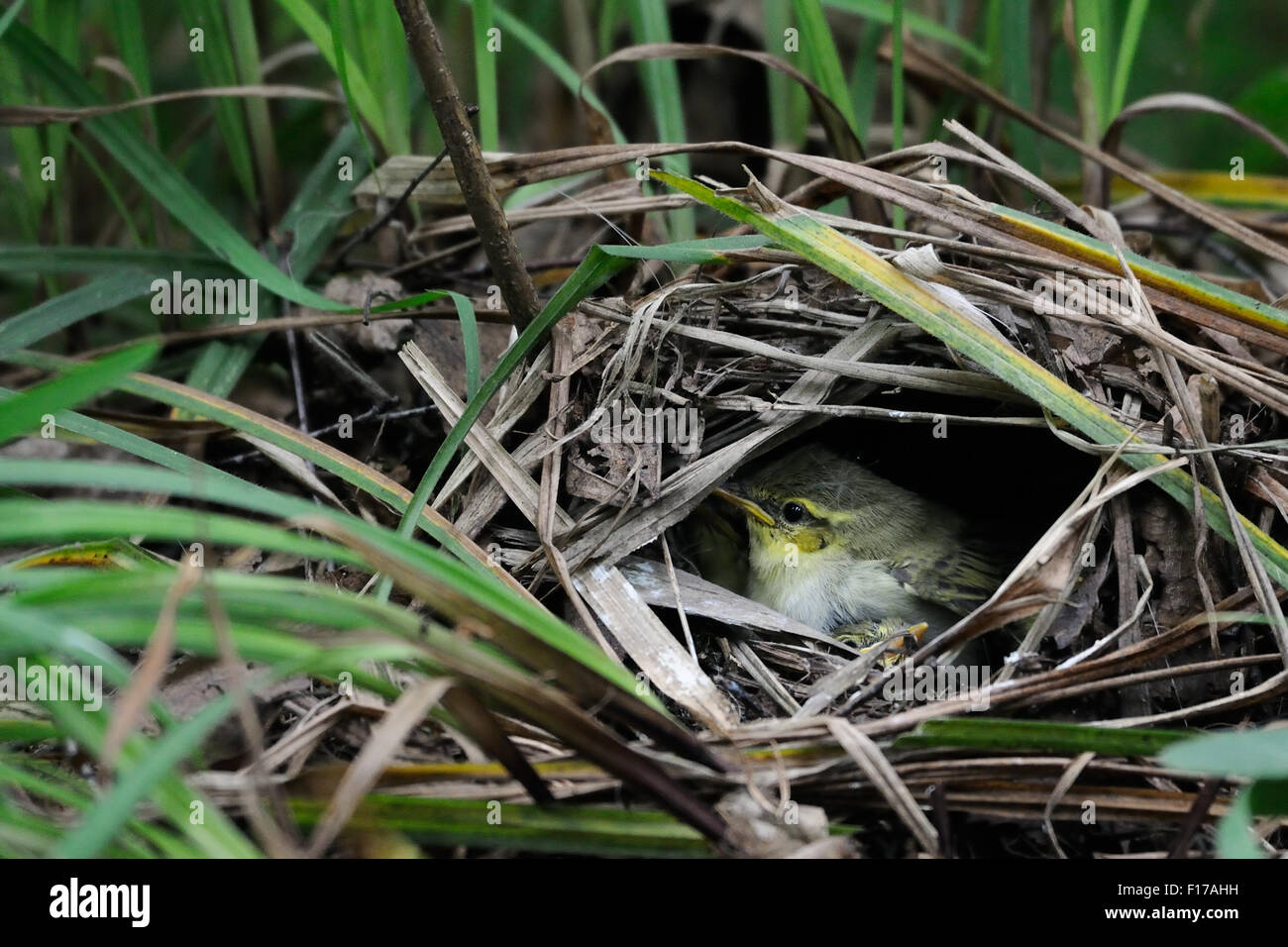 Wood Warbler Nest High Resolution Stock Photography and Images - Alamy