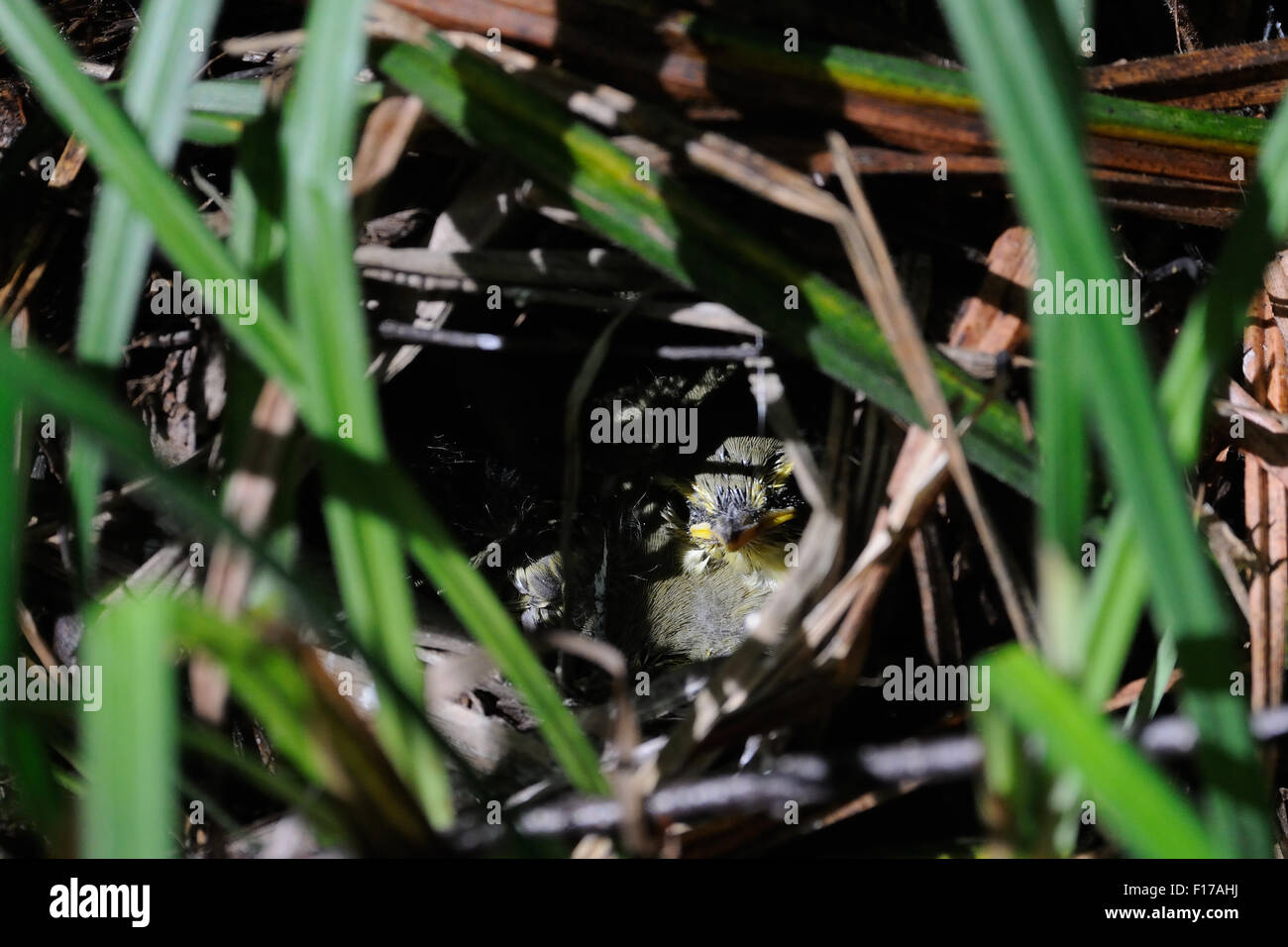 Phylloscopus sibilatrix nest hi-res stock photography and images - Alamy