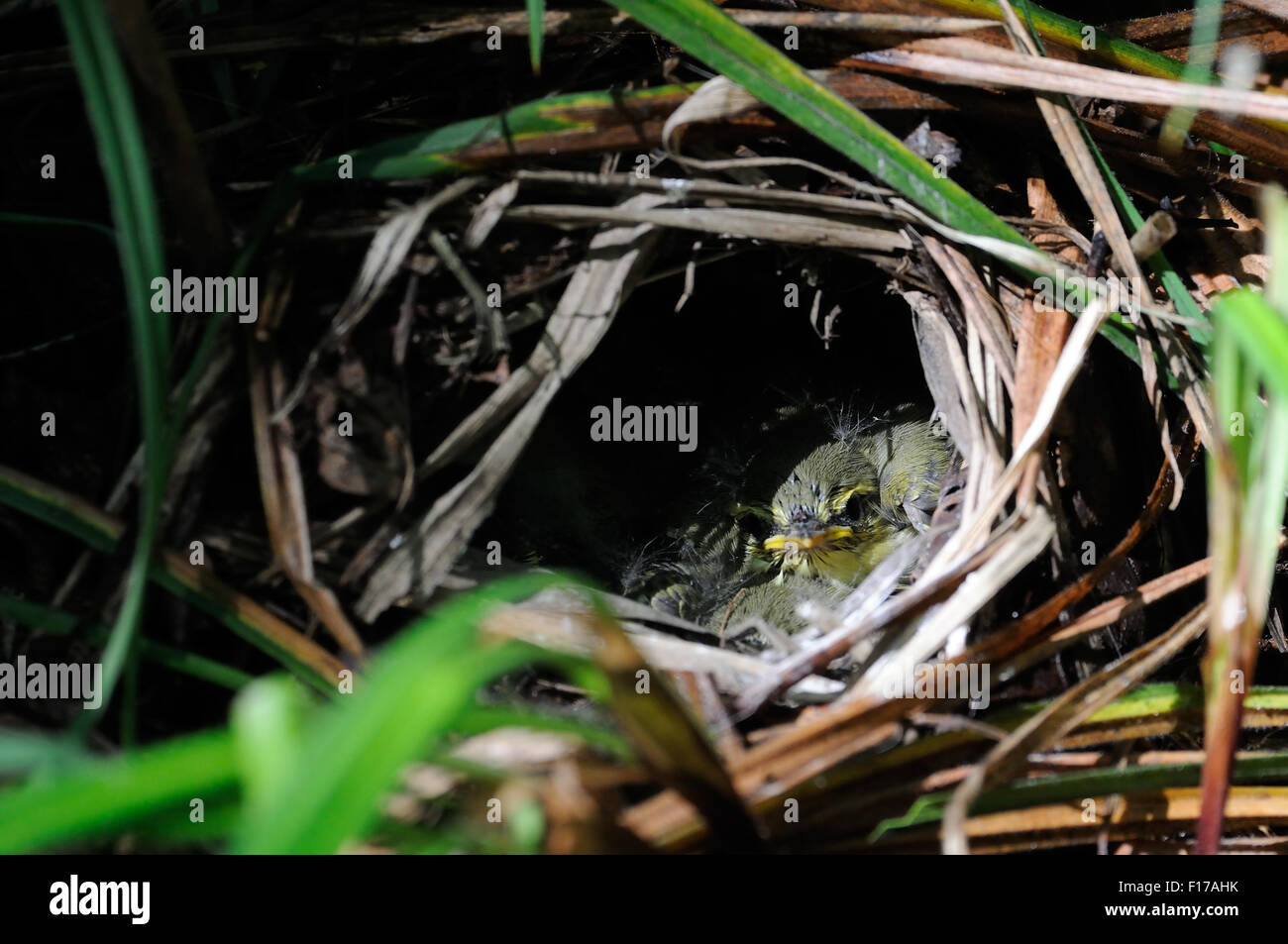 Wood Warbler chick in the nest Stock Photo - Alamy