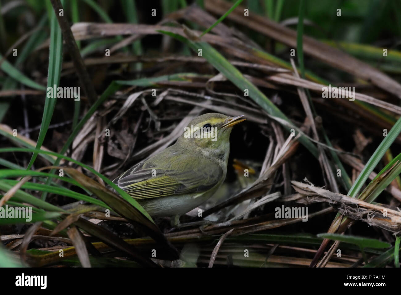 Phylloscopus sibilatrix nest hi-res stock photography and images - Alamy