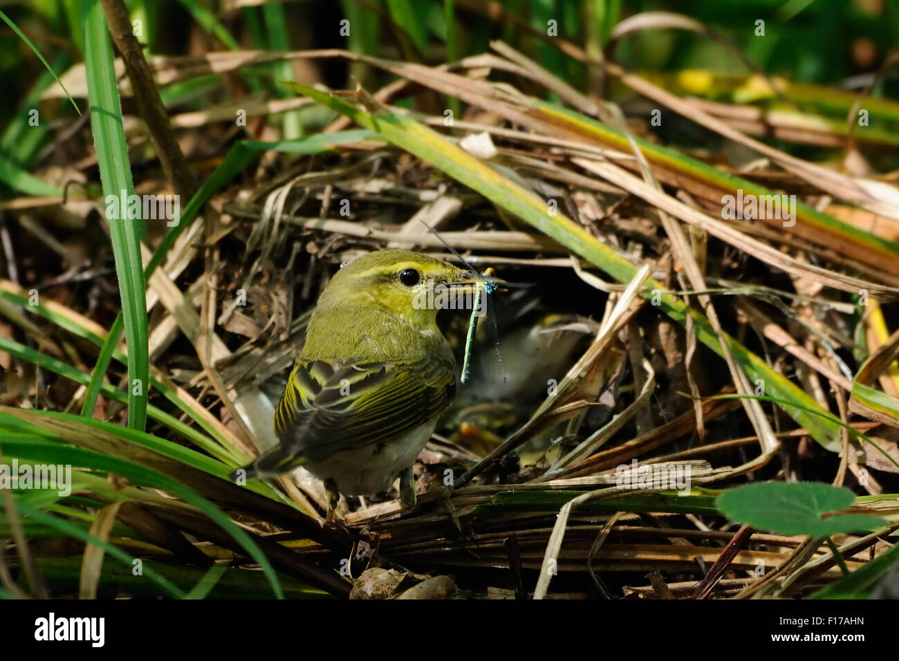 Phylloscopus sibilatrix nest hi-res stock photography and images - Alamy