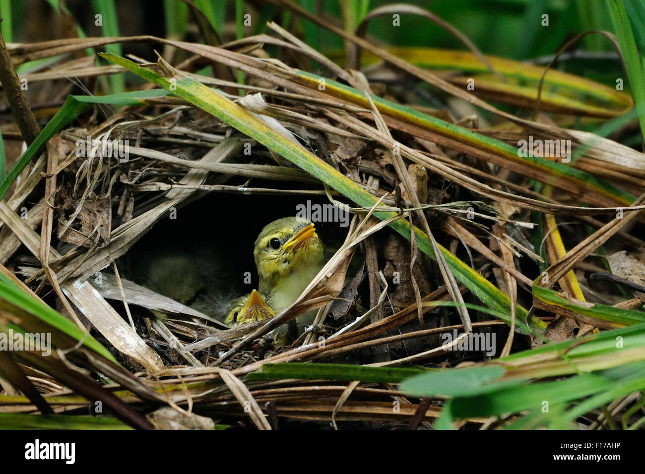 Wood warbler nest hi-res stock photography and images - Alamy