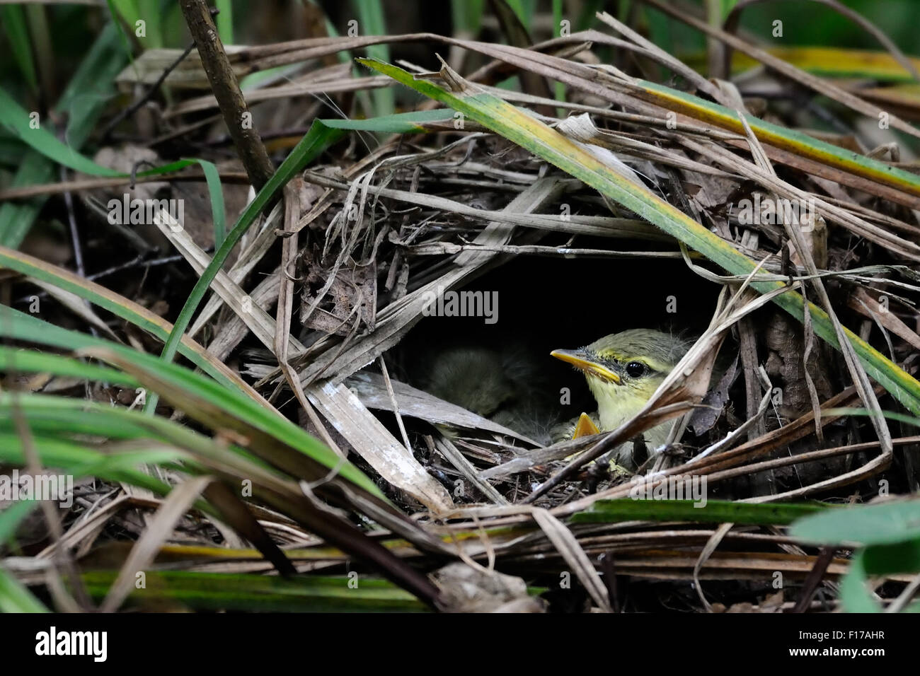 Wood warbler nest hi-res stock photography and images - Alamy