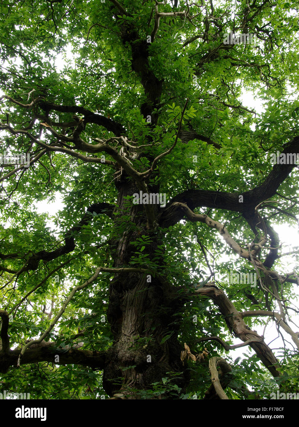 Branches Like Arms High Resolution Stock Photography and Images - Alamy