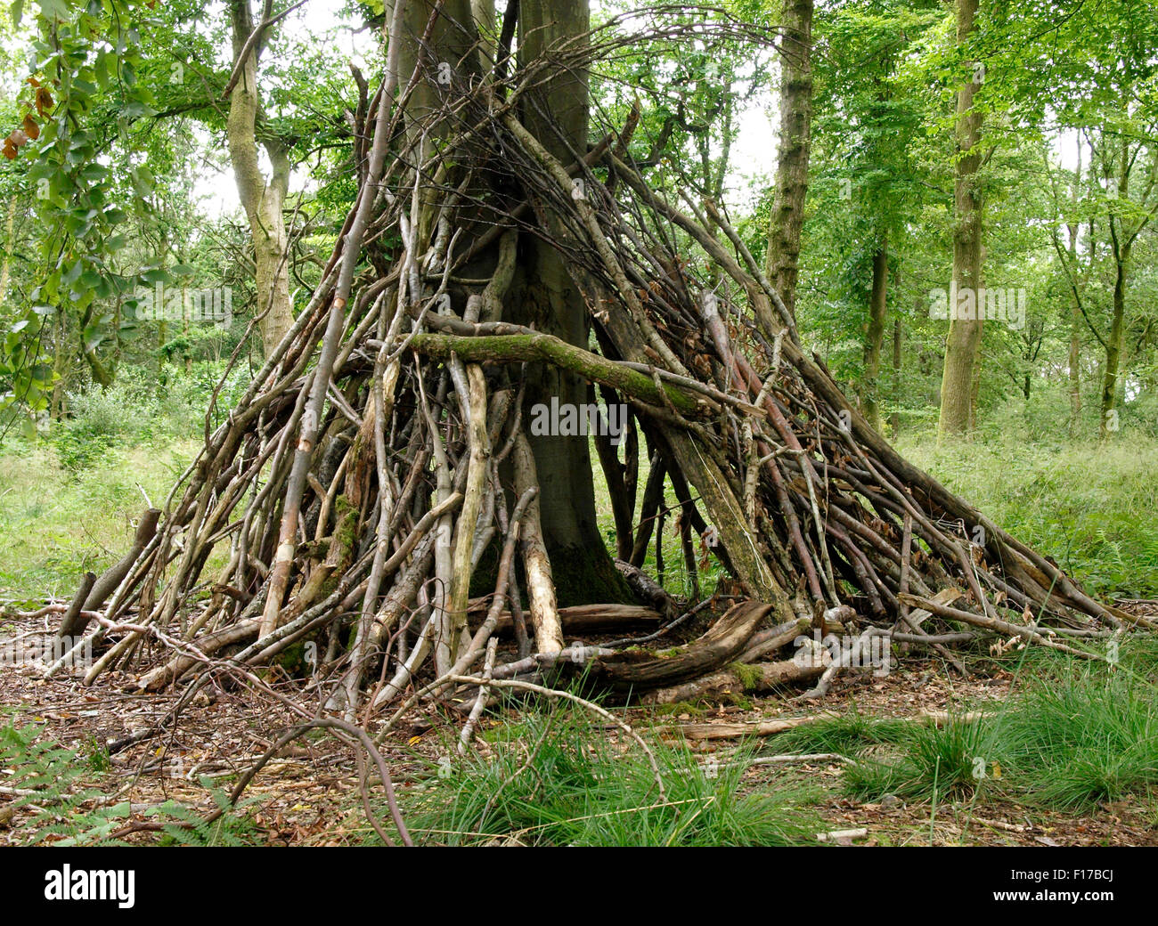 Built in the forest hi-res stock photography and images - Alamy