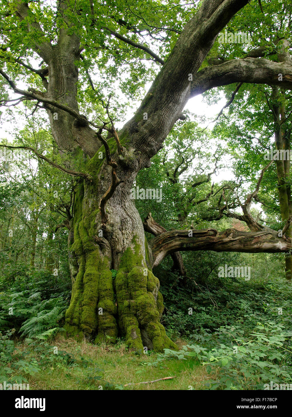 Large old oak tree, Savernake Forest, Wiltshire, UK Stock Photo - Alamy