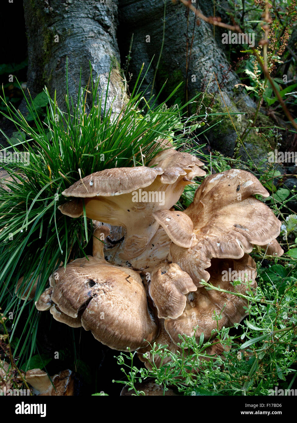 Large fungi hi-res stock photography and images - Alamy