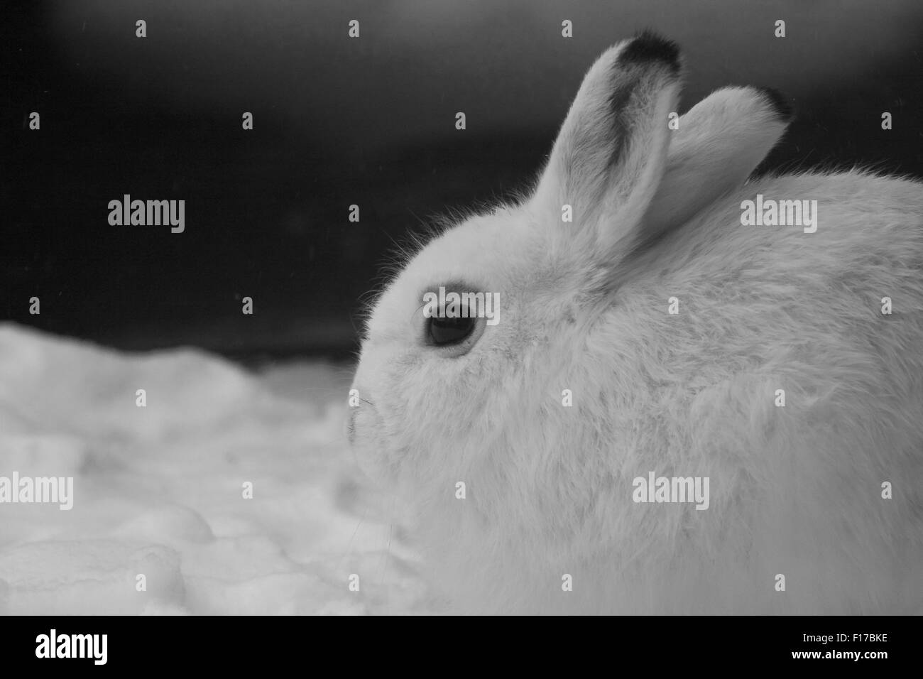 Winter rabbit Black and White Stock Photos & Images - Alamy