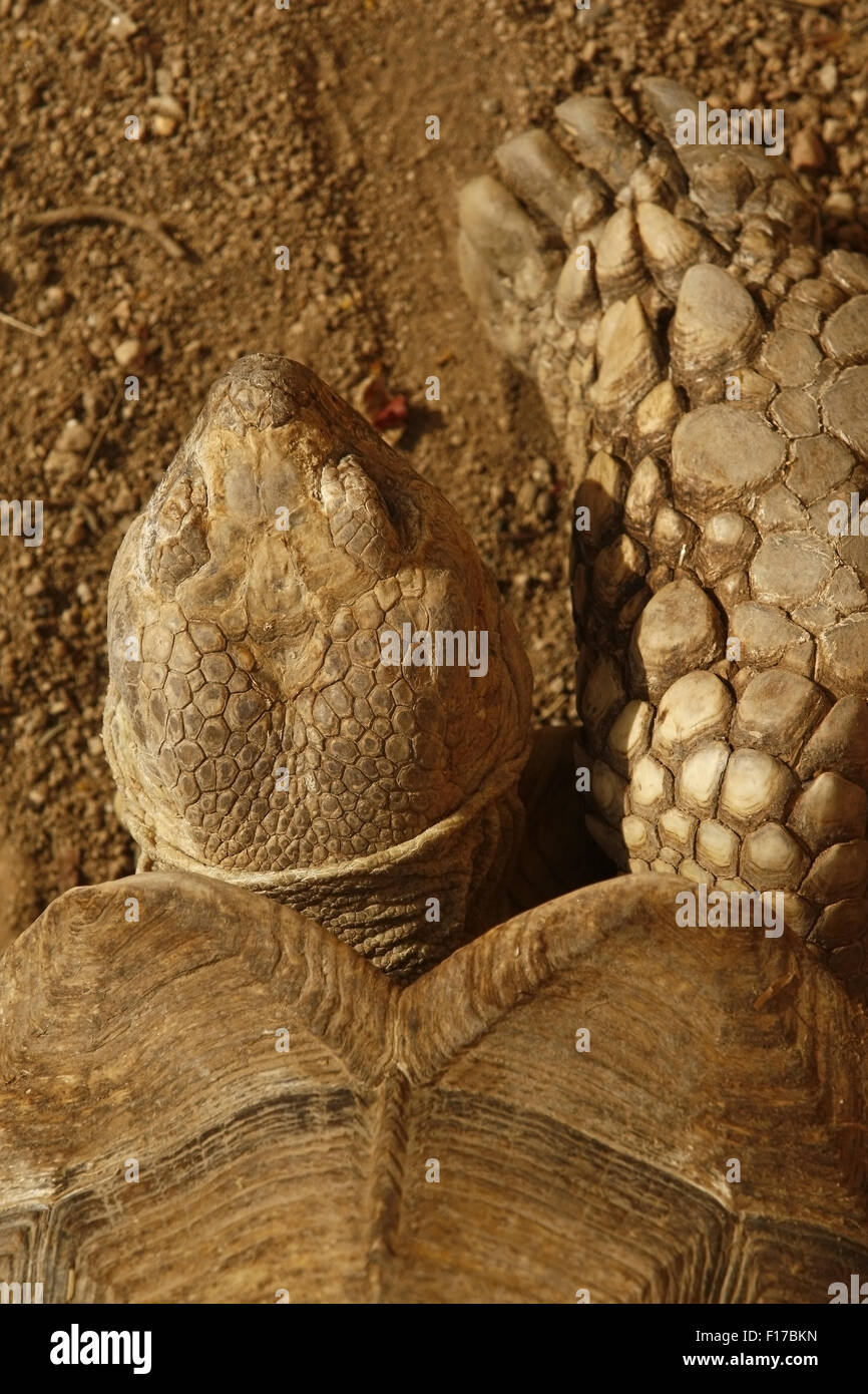 Old turtle creeping on sand Stock Photo - Alamy