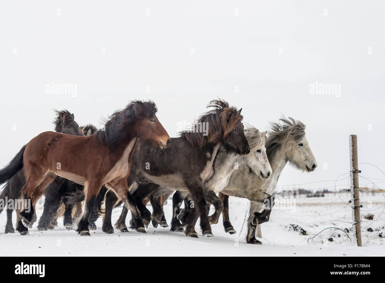 Horses herd racing in winter, Iceland Stock Photo - Alamy