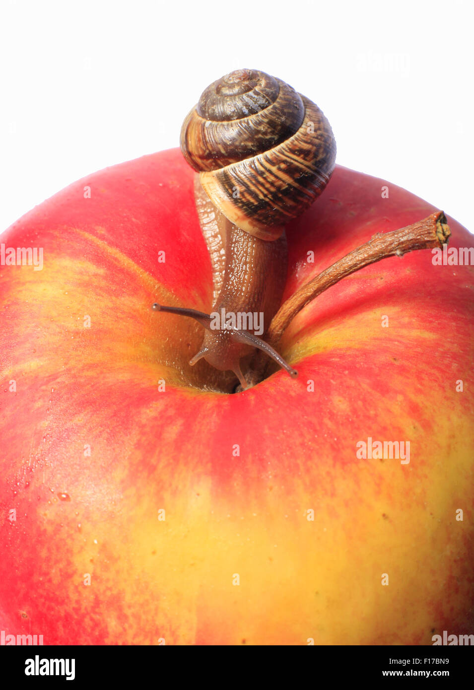 Apple snail hi-res stock photography and images - Alamy
