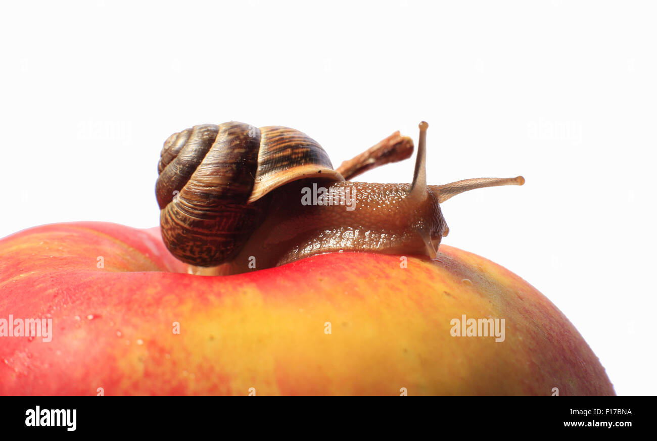 Apple snail hi-res stock photography and images - Alamy