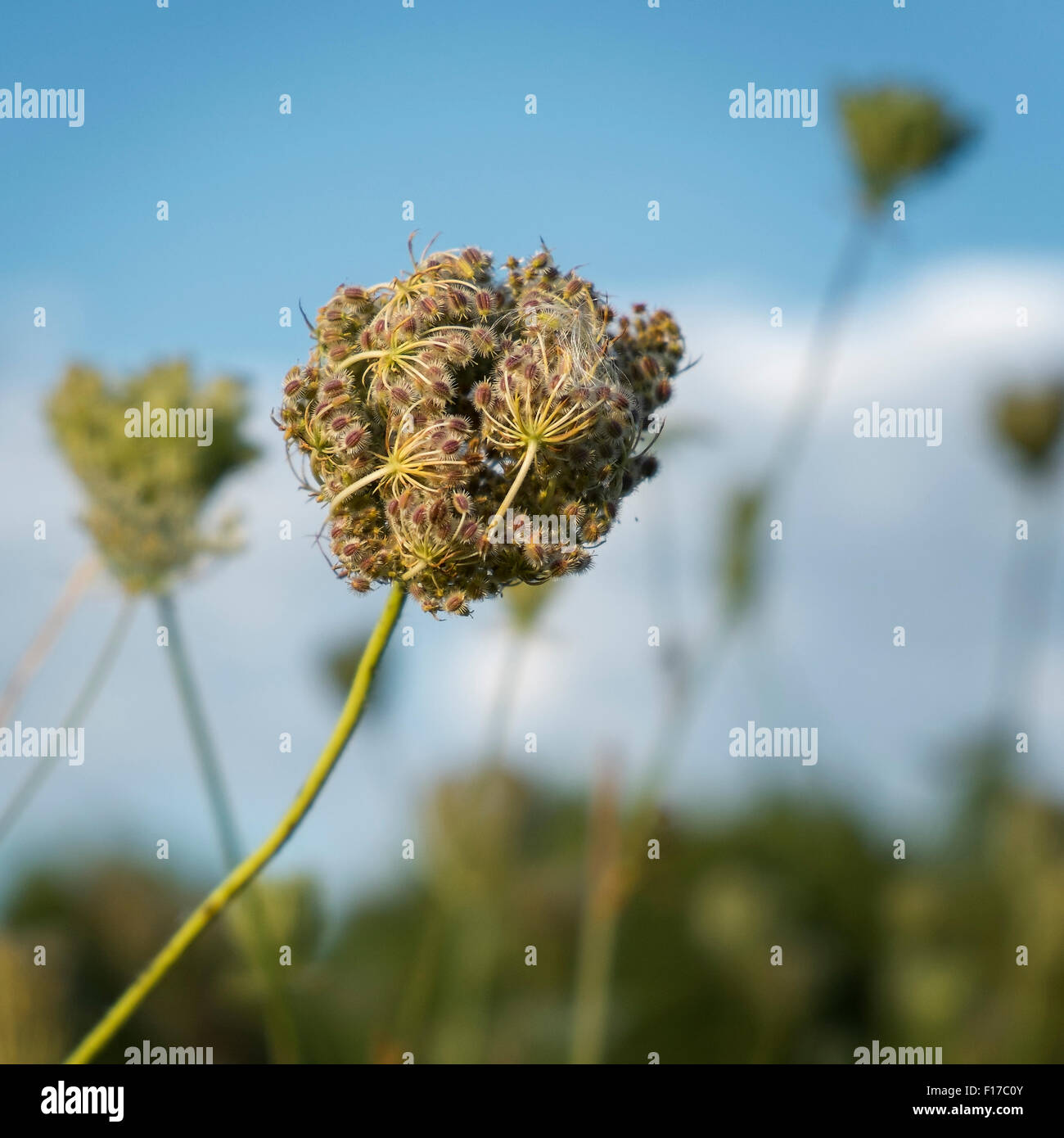 Green wild plant square hi-res stock photography and images - Alamy