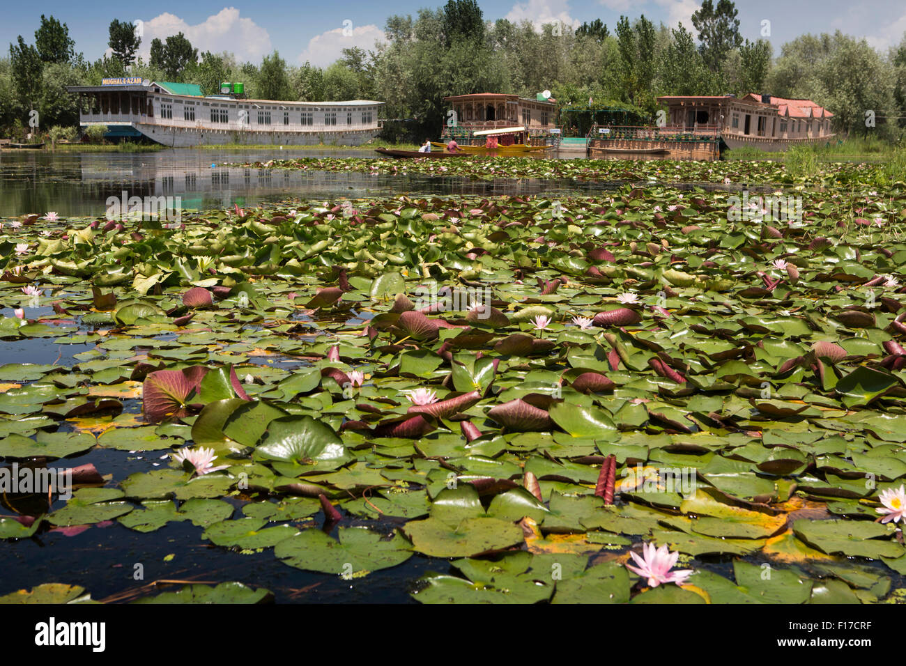 India, Jammu & Kashmir, Srinagar, Dal Lake, Pink lotus flower (Nelumbo ...