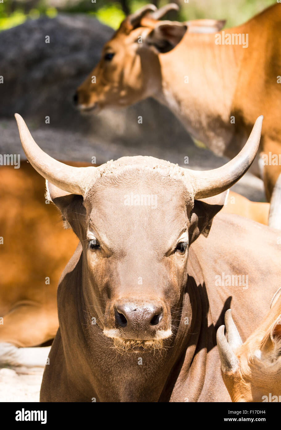 Portrait of a banteng cattle Stock Photo - Alamy