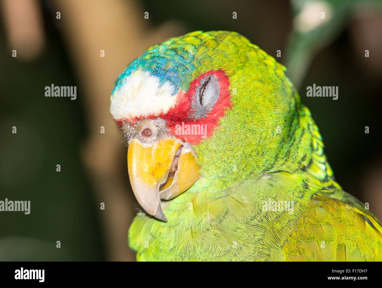 Portrait of a Amazona albifrons (white-fronted parrot Stock Photo - Alamy