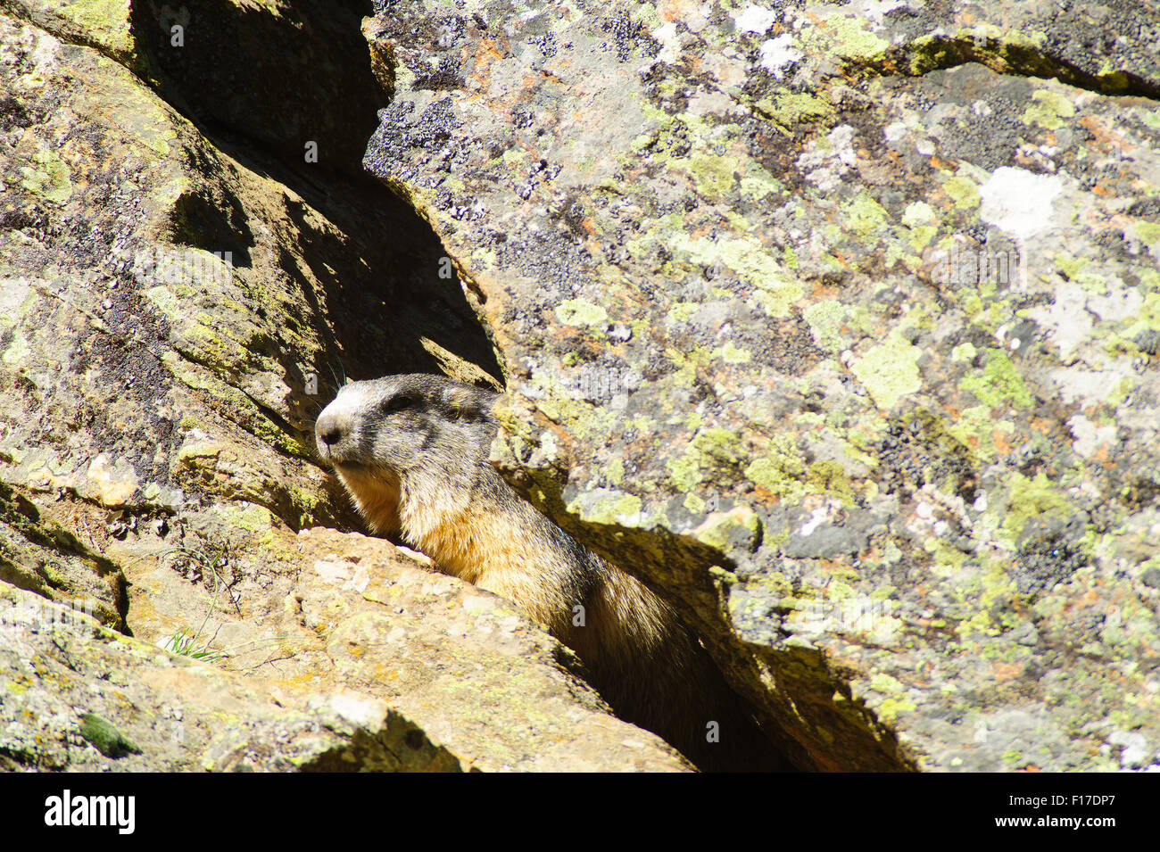 Marmot near the den, lair marmot mountain rock sunbathing Stock Photo ...