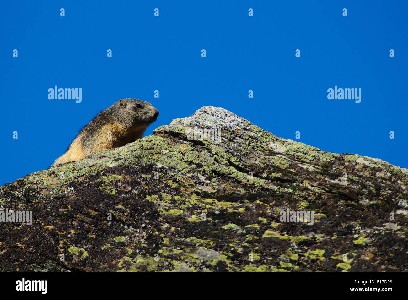 Marmot profile High Resolution Stock Photography and Images - Alamy