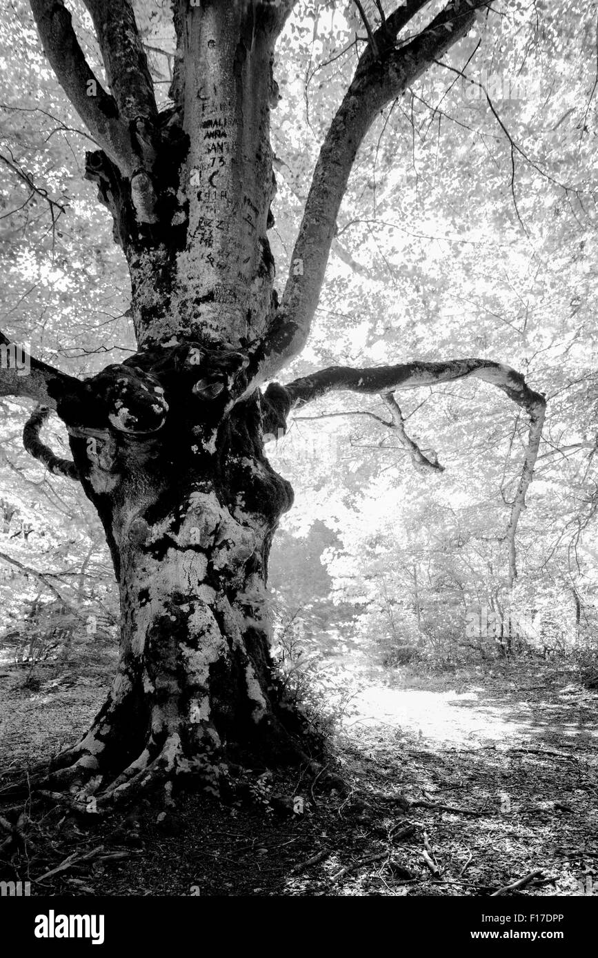 Italy. Ancient tree Stock Photo - Alamy