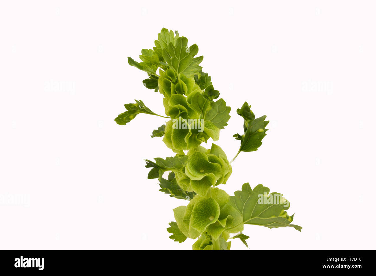 Moluccella laevis, Bells of Ireland flower, on white background Stock ...