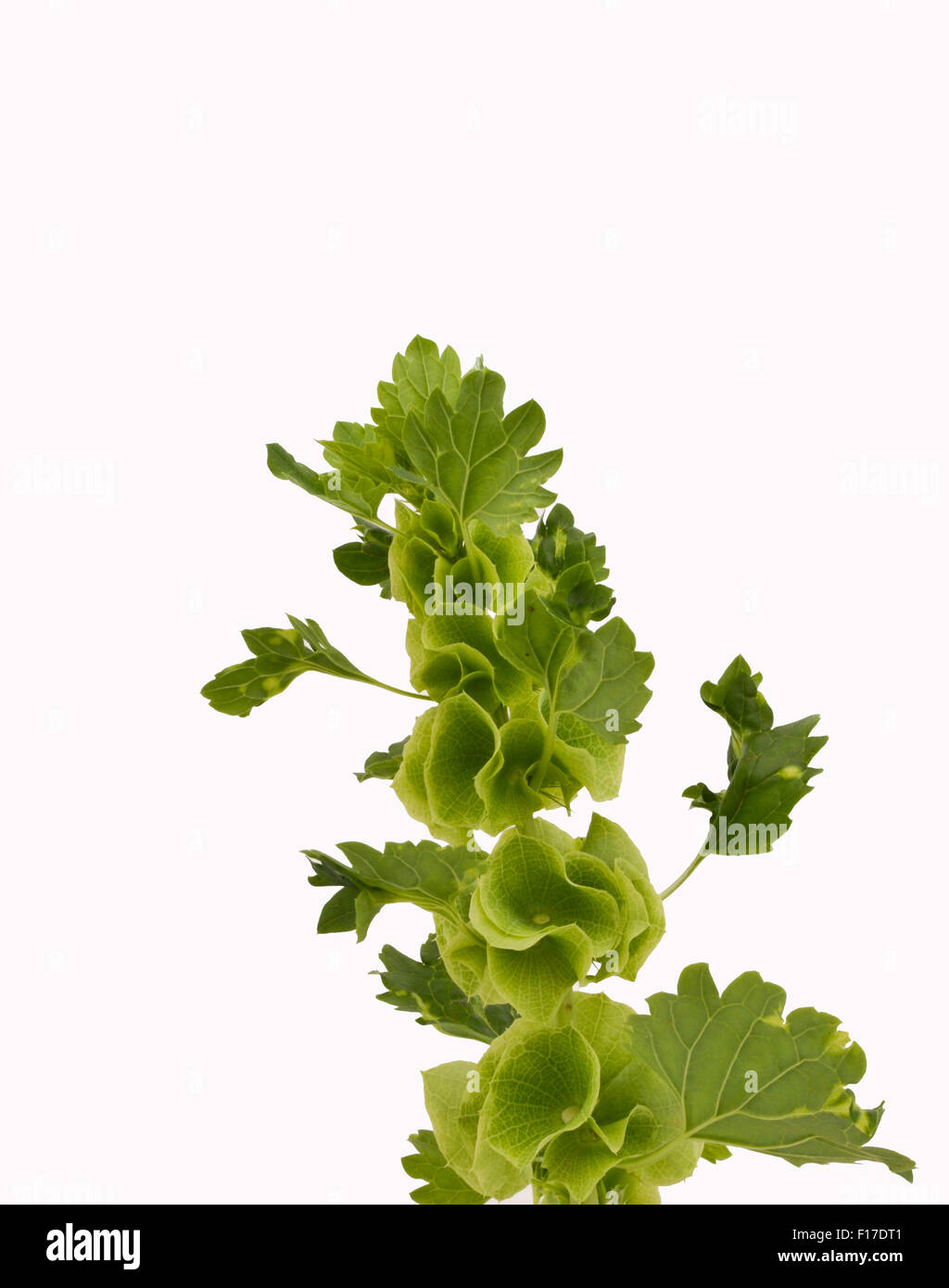Moluccella laevis hi-res stock photography and images - Alamy