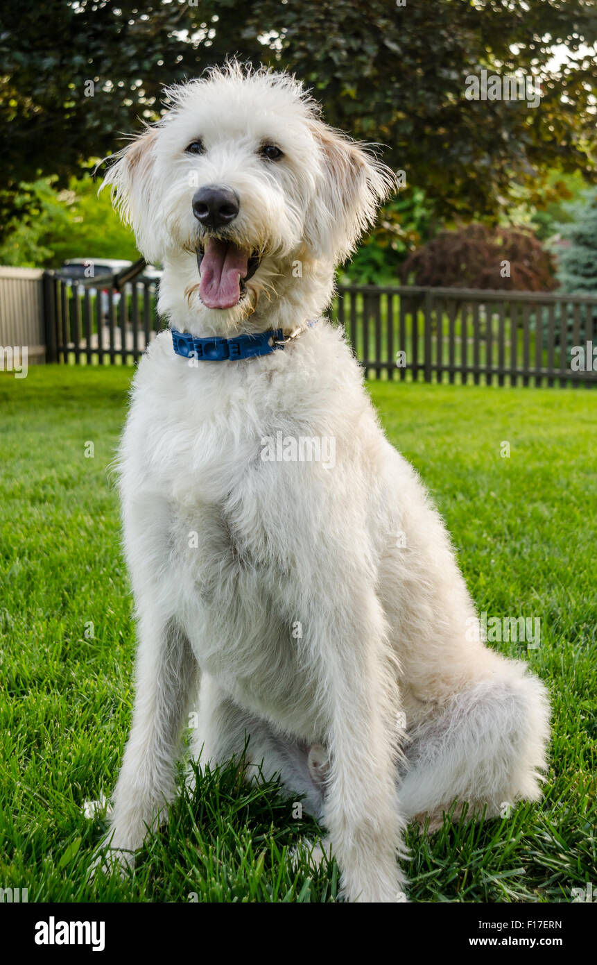 A white labradoodle sits on command waiting for the next direction ...