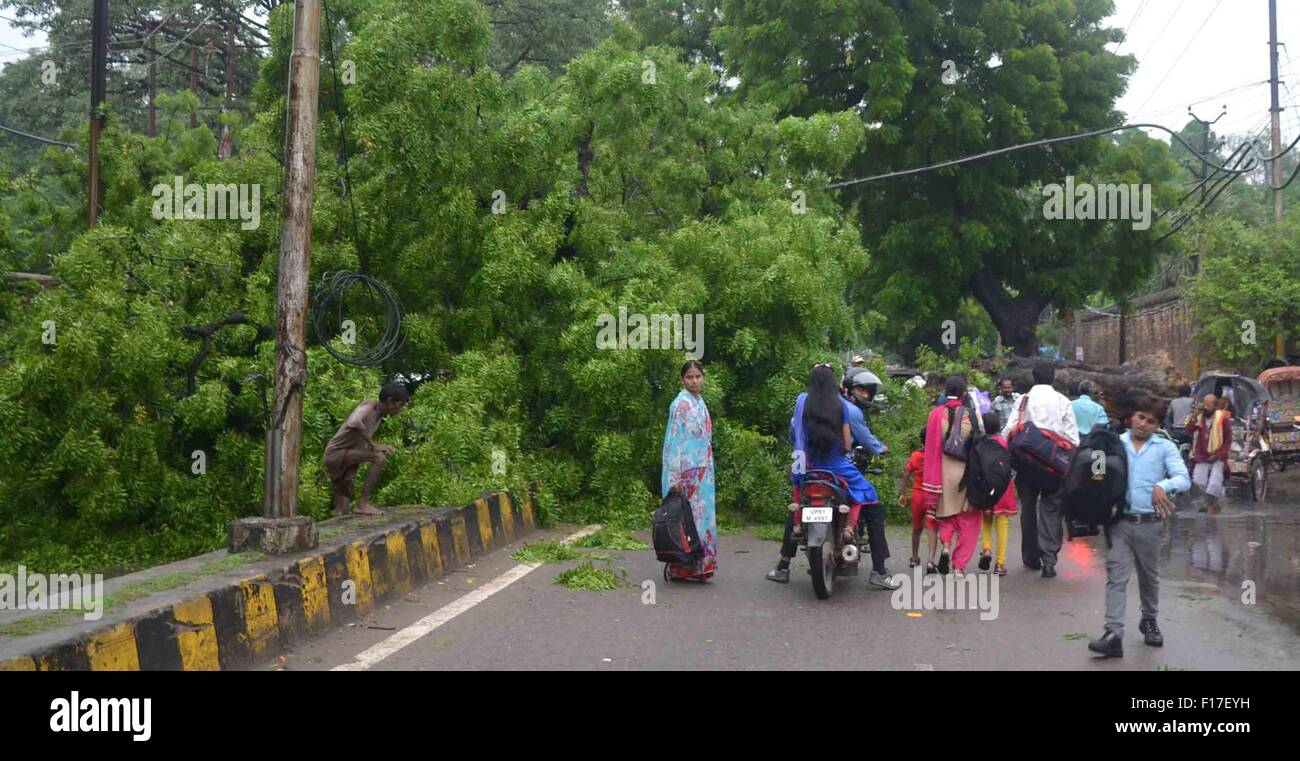 Allahabad, India. 29th Aug, 2015. A big tree fell down after the ...