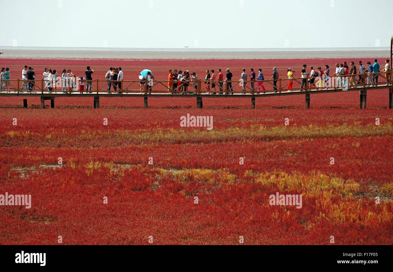 Shenyang. 29th Aug, 2015. Tourists visit the Red Beach in Panjin city ...