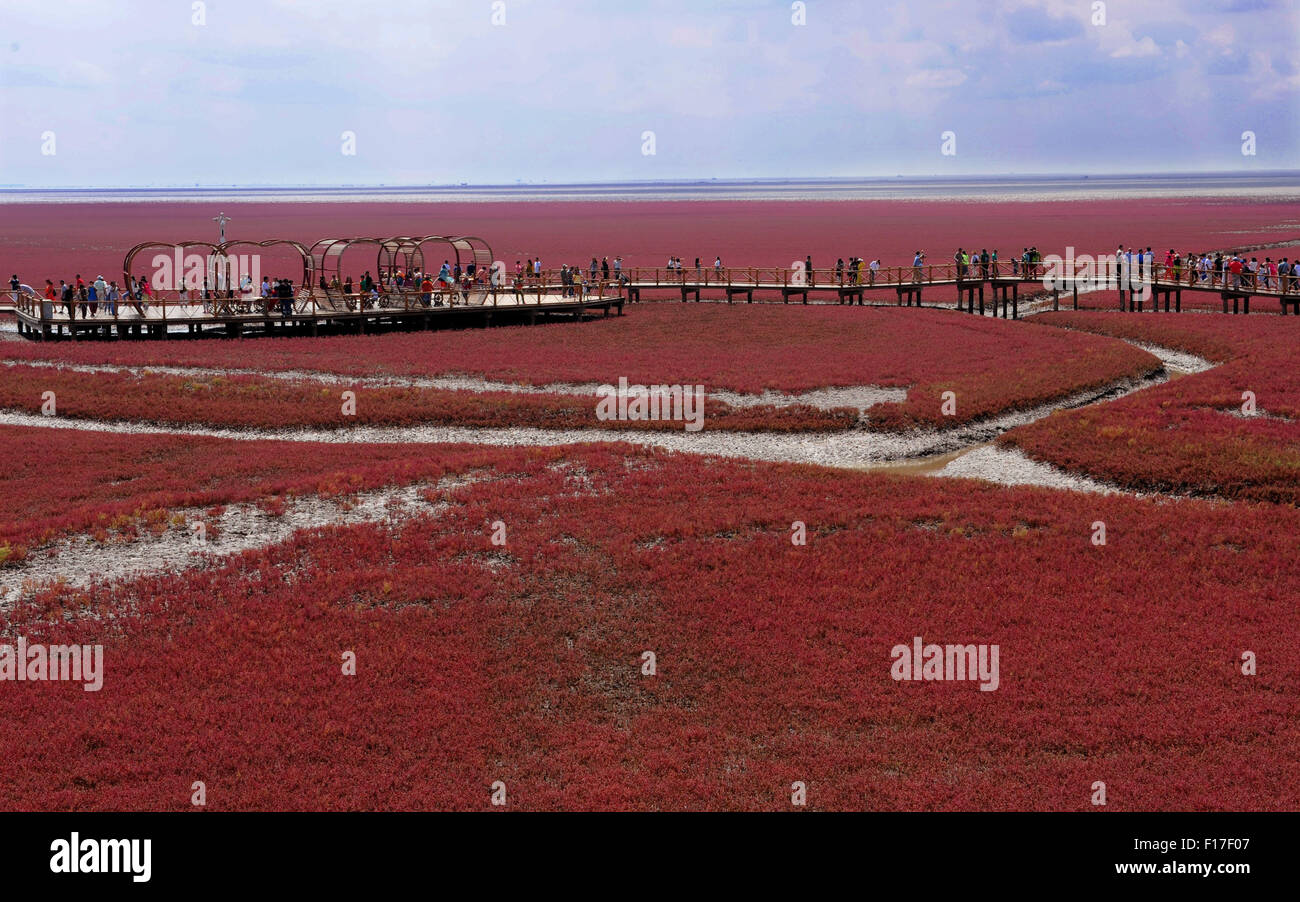 Suaeda salsa hi-res stock photography and images - Alamy