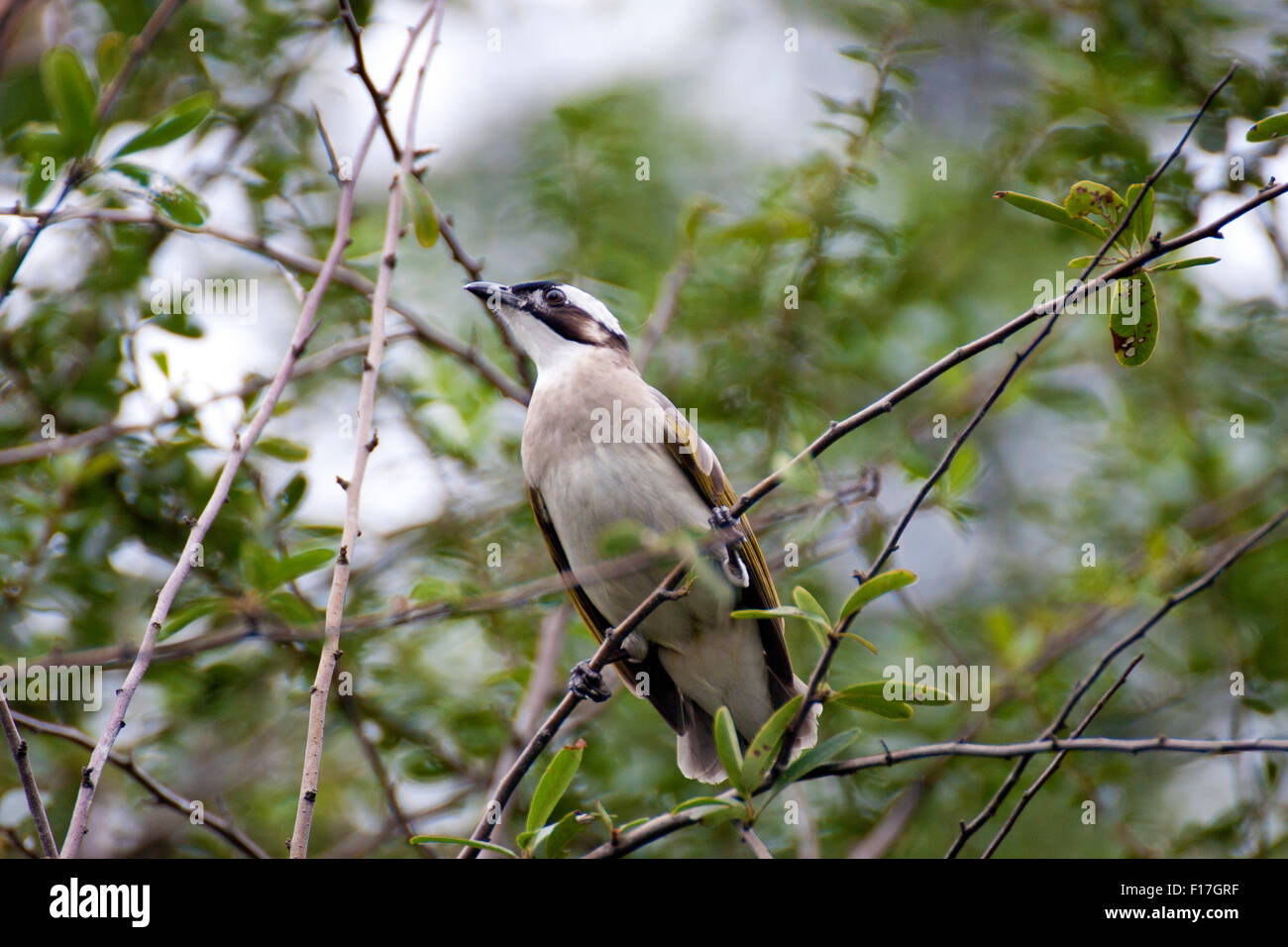 beautiful view of popular bird Chinese Bulbul Stock Photo - Alamy
