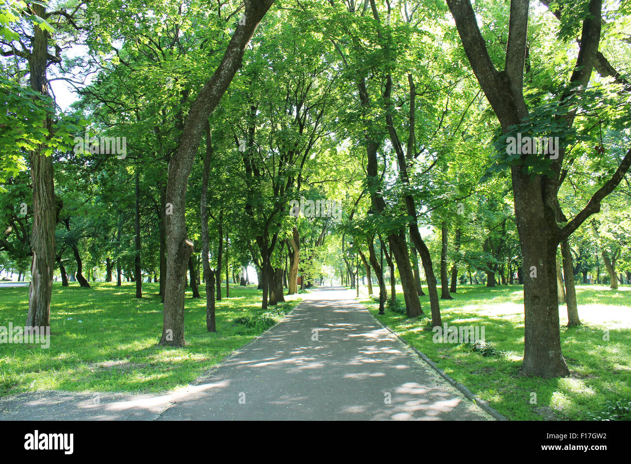 Beautiful city park with path and green trees Stock Photo - Alamy
