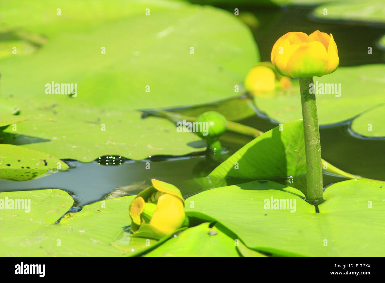Nuphar lutea hi-res stock photography and images - Alamy
