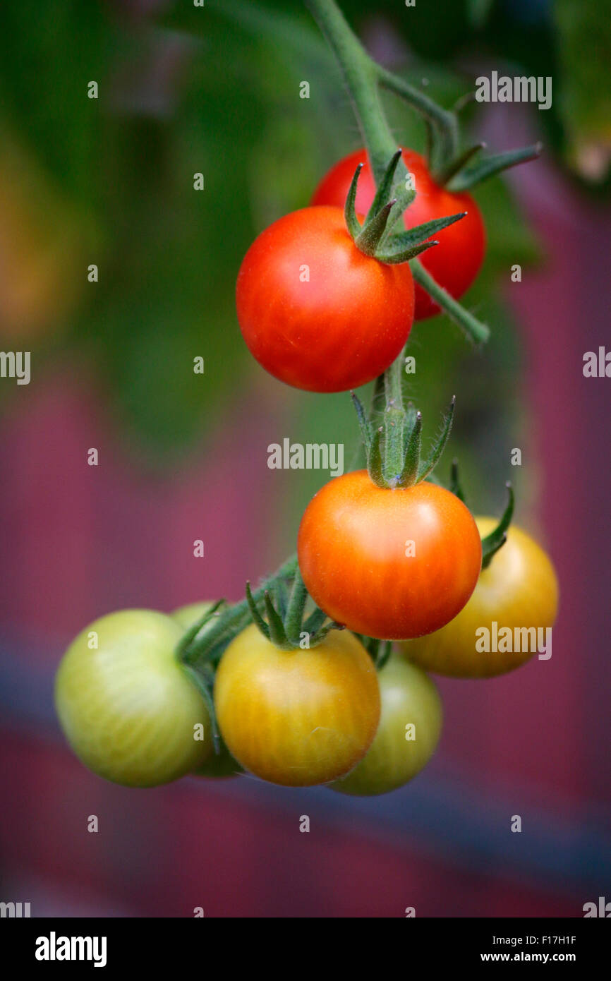 Tomate tomaten hi-res stock photography and images - Alamy