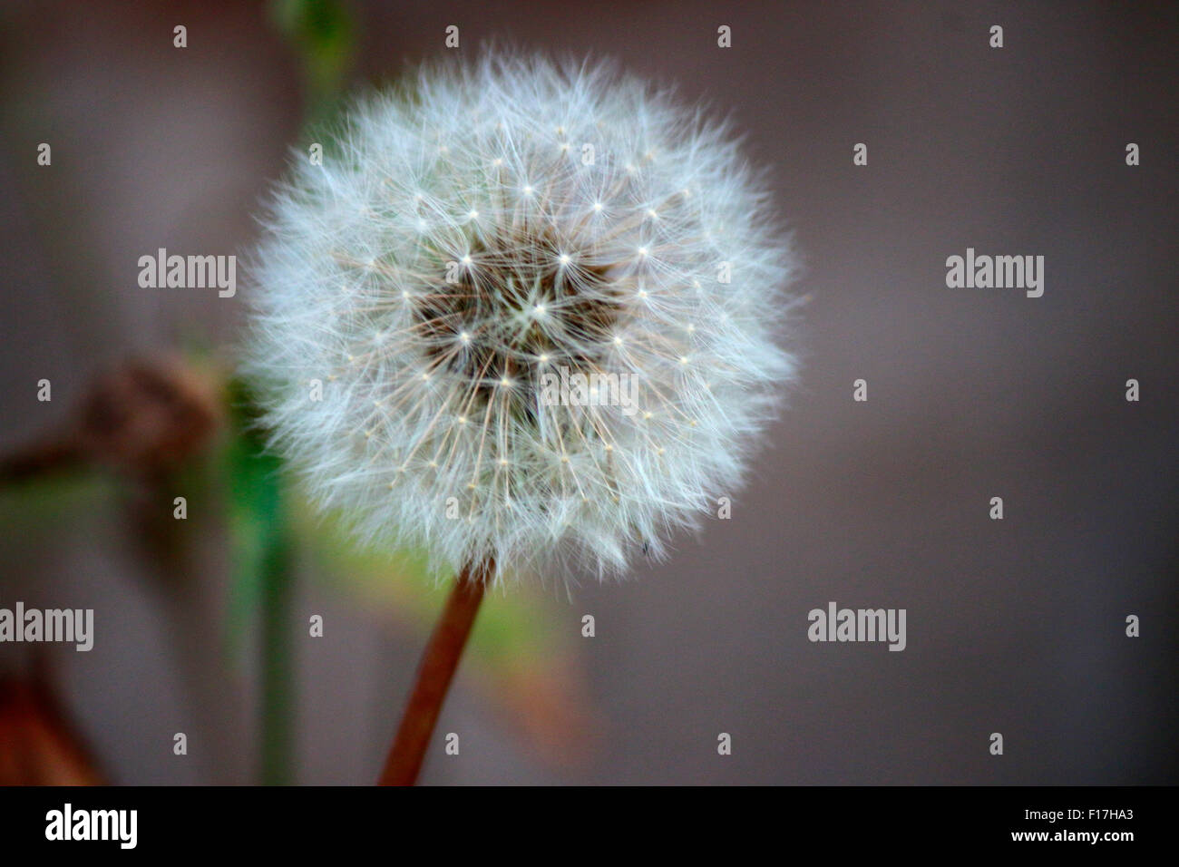Pusteblume, Garten, Berli Stock Photo - Alamy