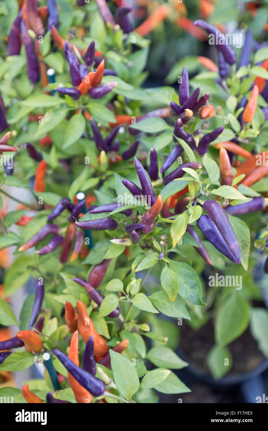 Chilli ember explosive hi-res stock photography and images - Alamy