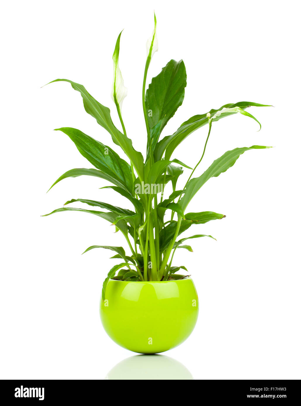 Spathiphyllum and house hi-res stock photography and images - Alamy
