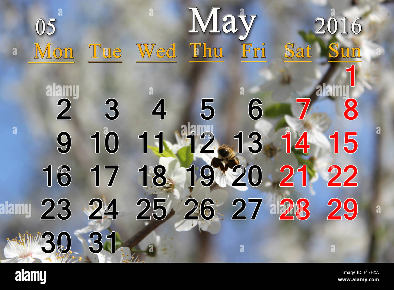 calendar for May 2016 with white blooming cherry tree Stock Photo - Alamy