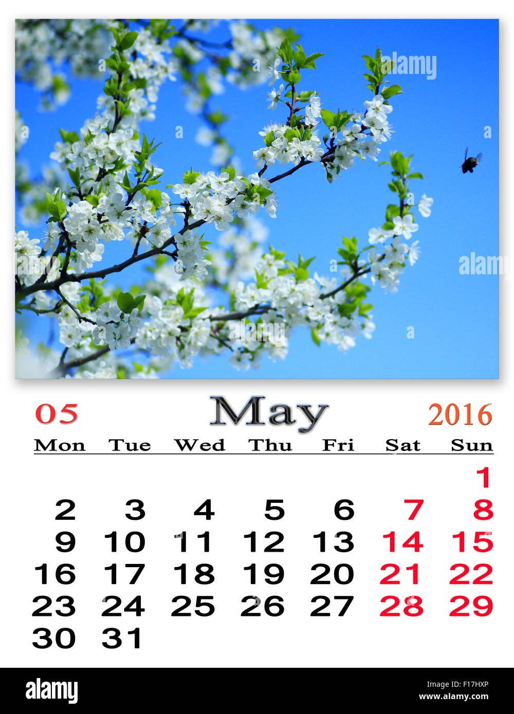 calendar for May 2016 with white blooming cherry tree Stock Photo - Alamy
