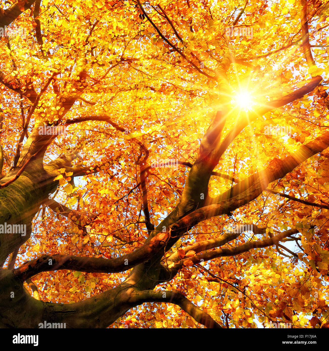 The autumn sun beautifully shining through the branches of a beech tree ...