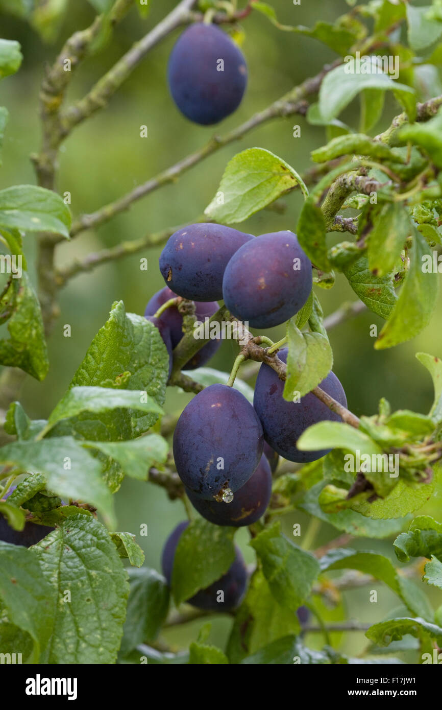 Prunus domestica Plum 'Anita' on a tree Stock Photo - Alamy