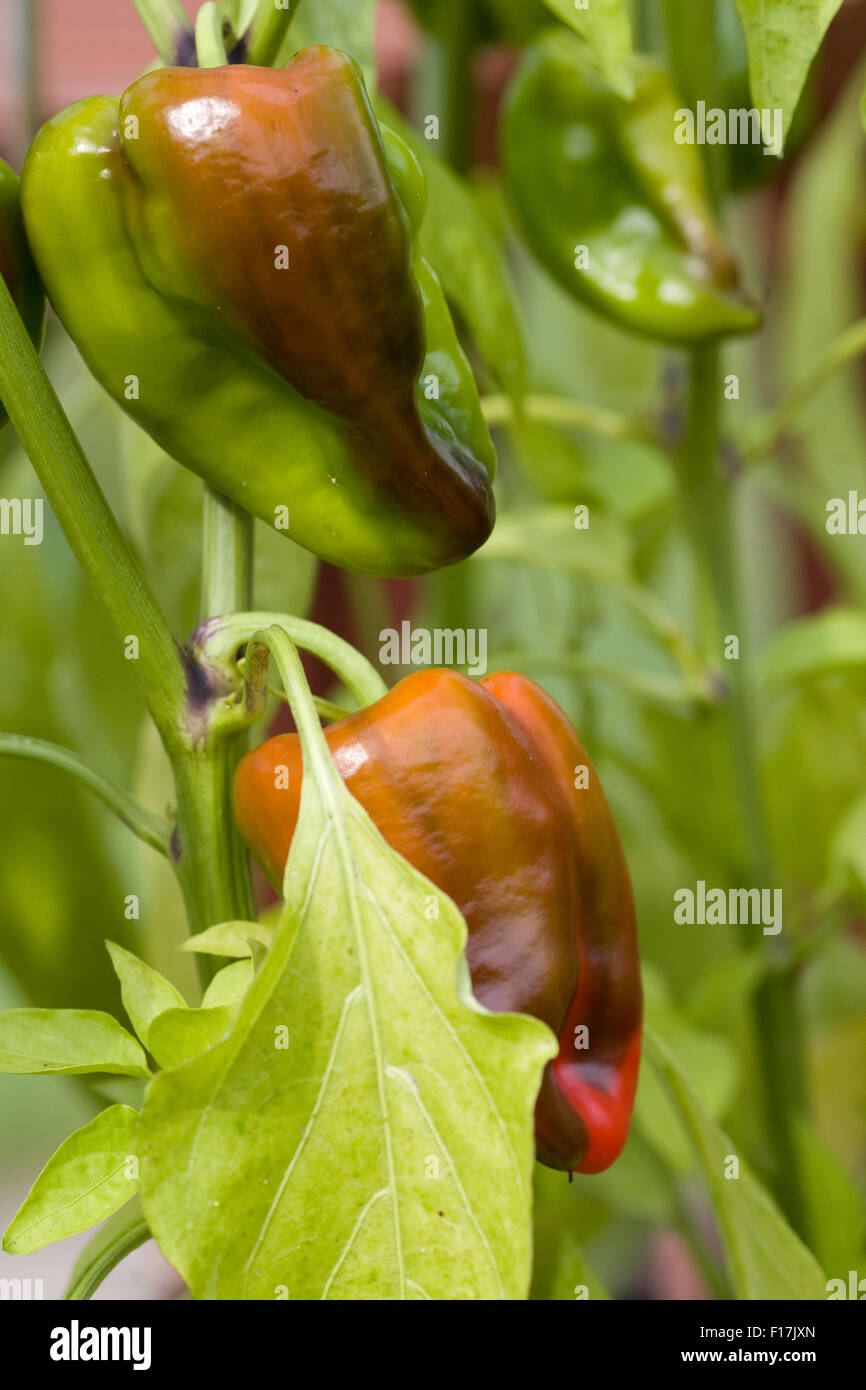 Peppers ripening on a Plant in a greenhouse Stock Photo - Alamy