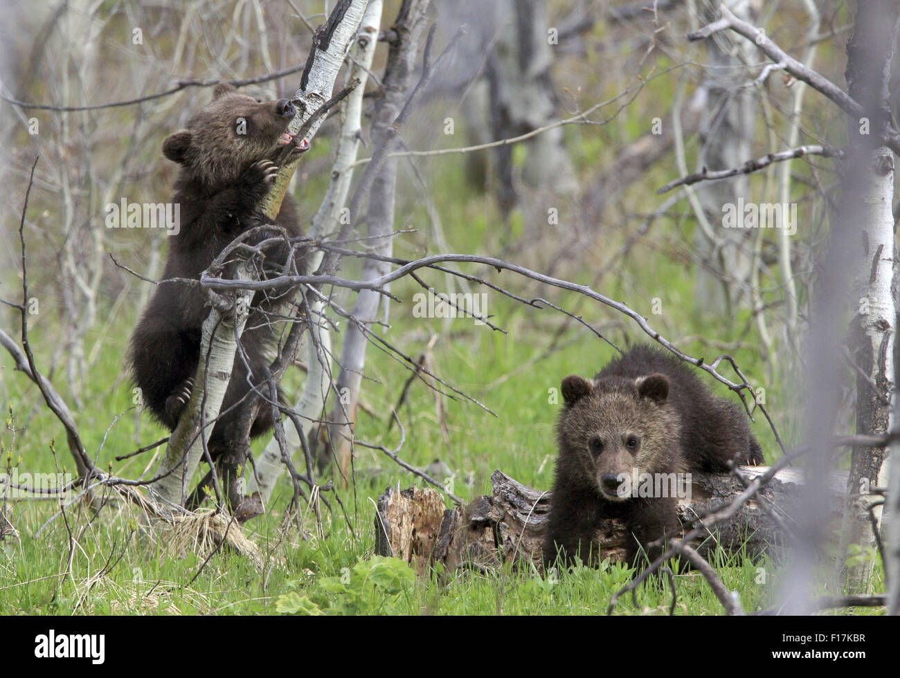 May 12, 2015 - Young Grizzly bear cubs play in Grand Teton National ...