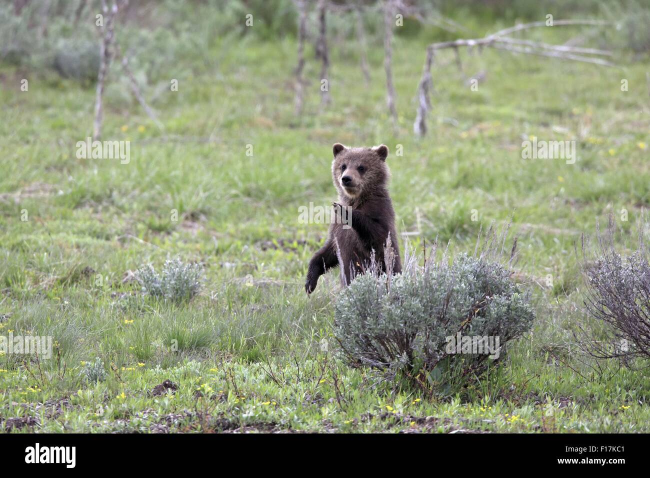 Teton grizzly and cub hi-res stock photography and images - Alamy