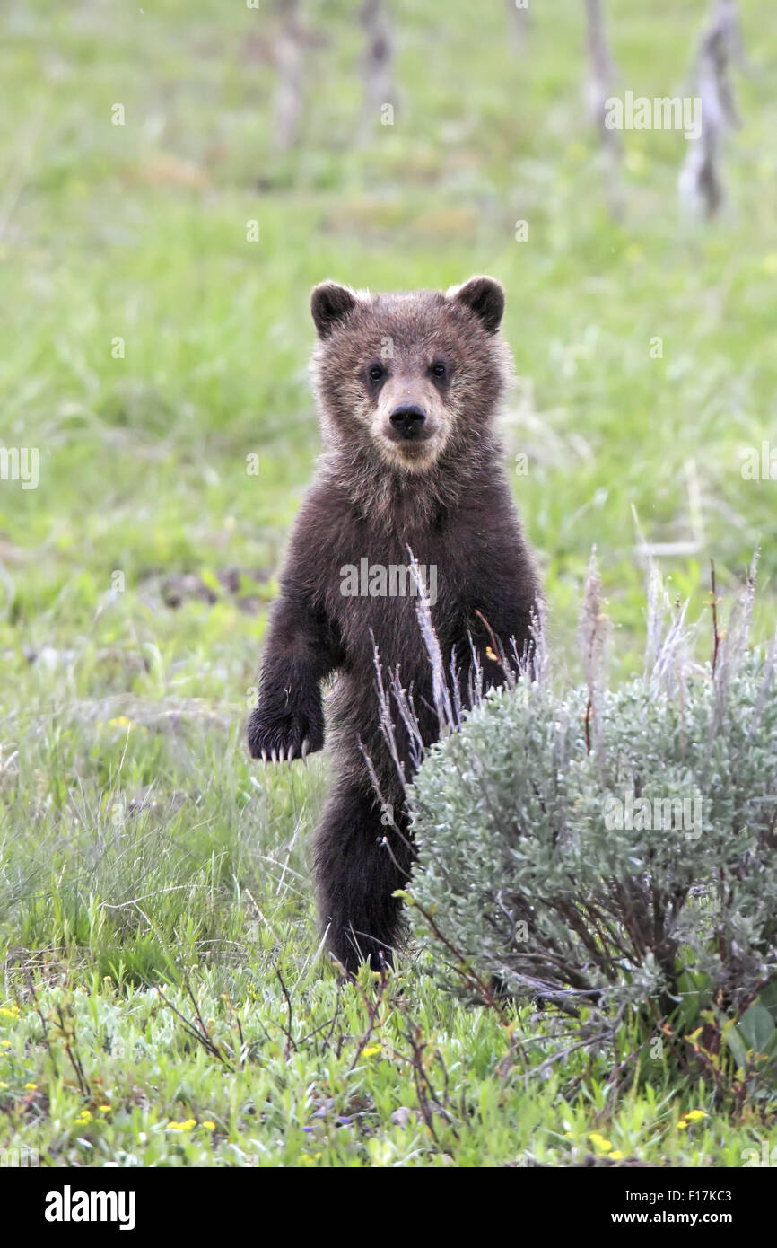 May 13, 2015 - A young Grizzly bear cub stands in Grand Teton National ...