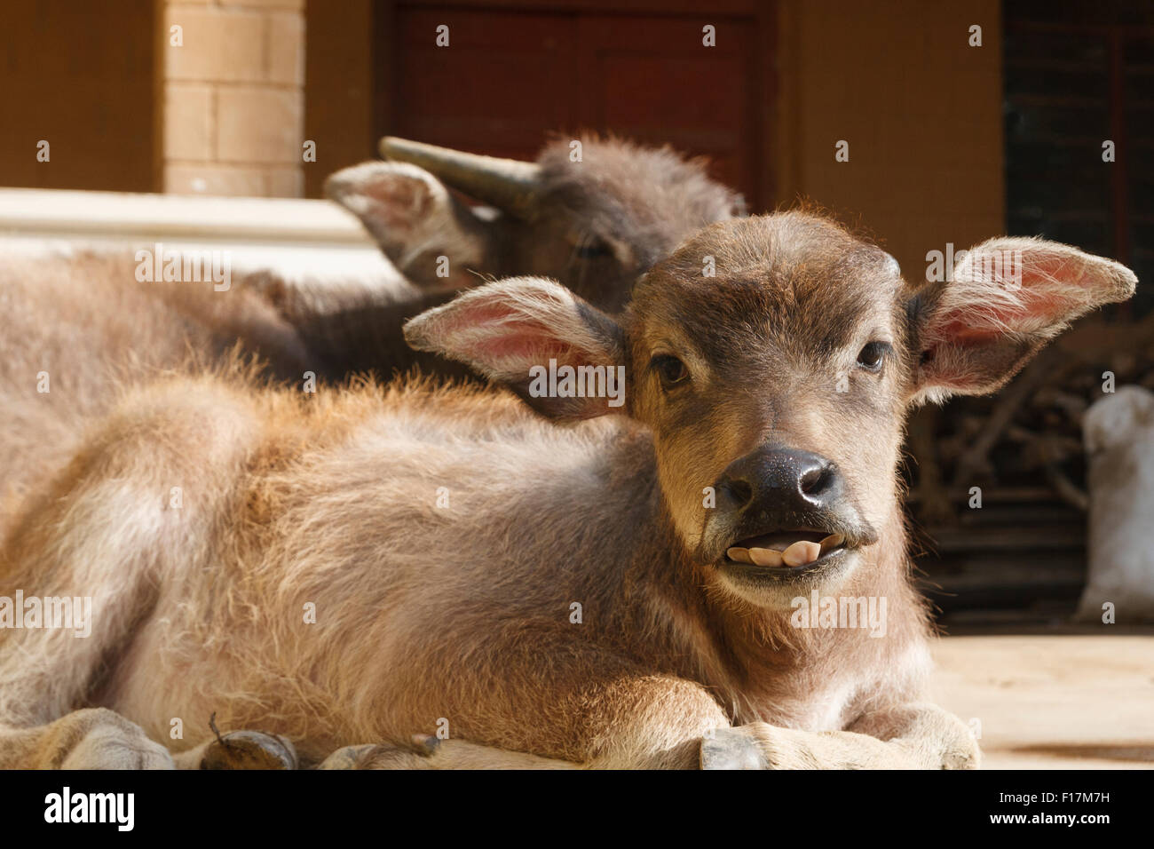 Buck teeth hi-res stock photography and images - Alamy