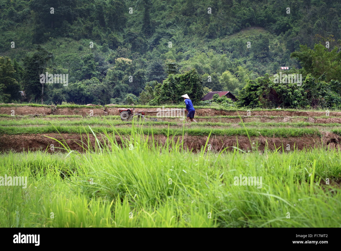 Rice field paddy fields workers rustic scenic Stock Photo - Alamy