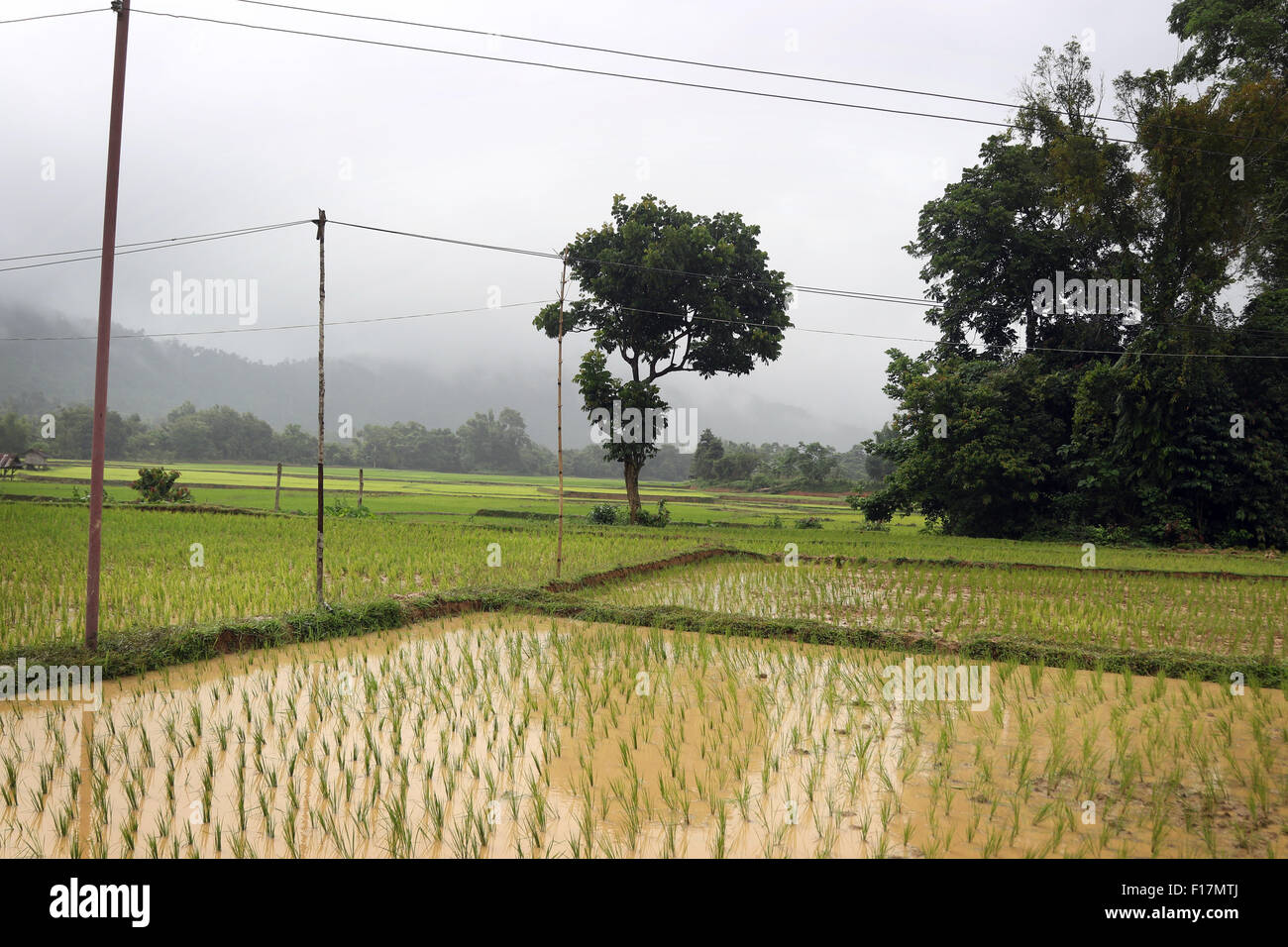 Flooded paddy field hi-res stock photography and images - Alamy